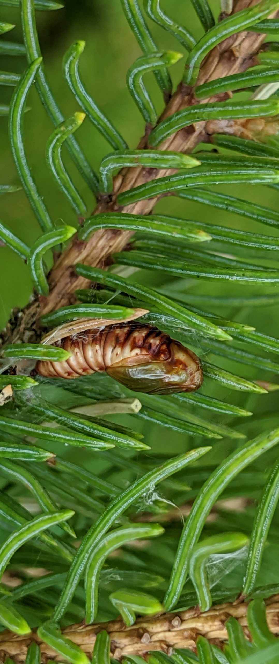 Photo & Video Gallery | Spruce Budworm