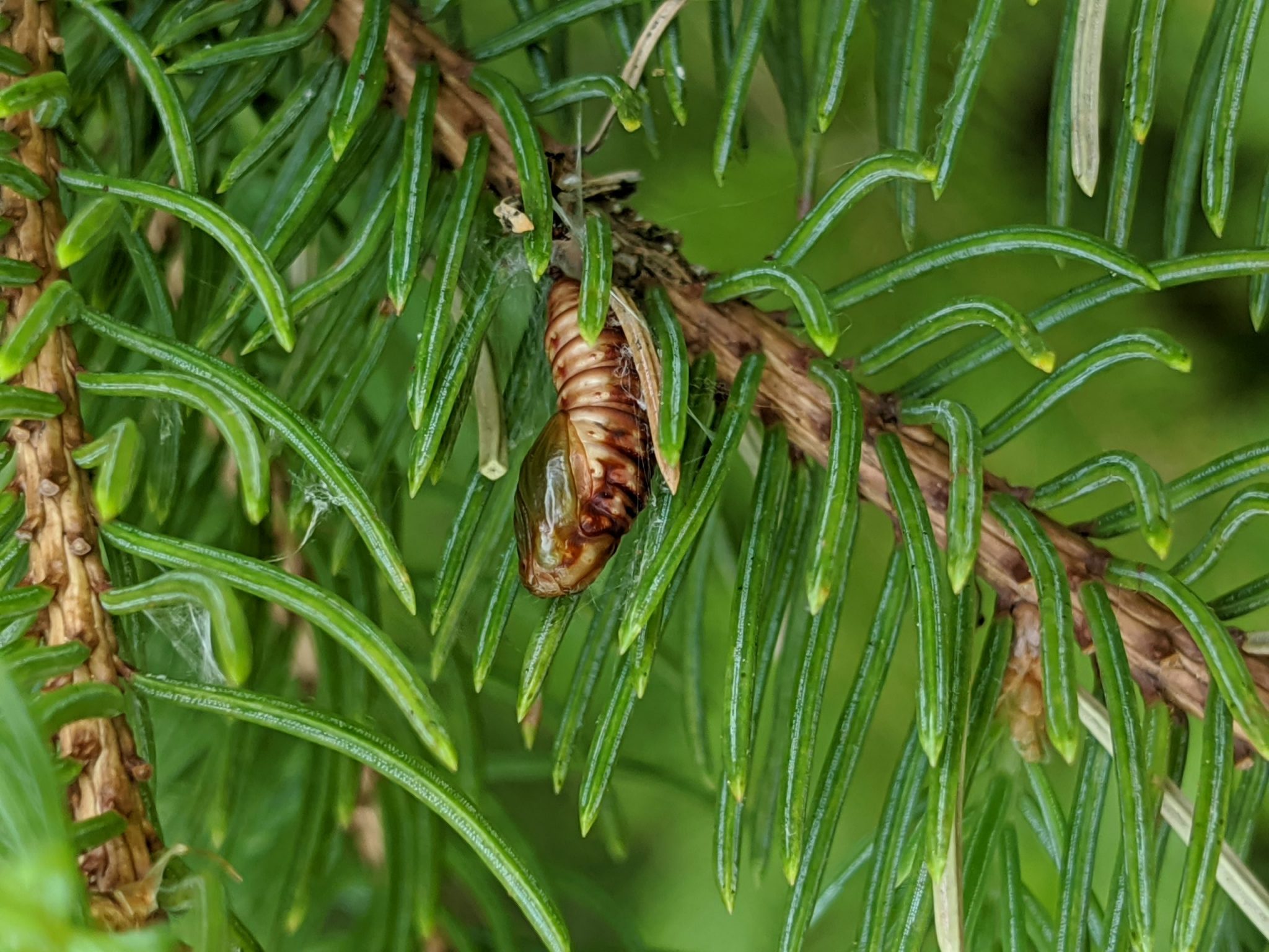 What Is Spruce Budworm? | Spruce Budworm