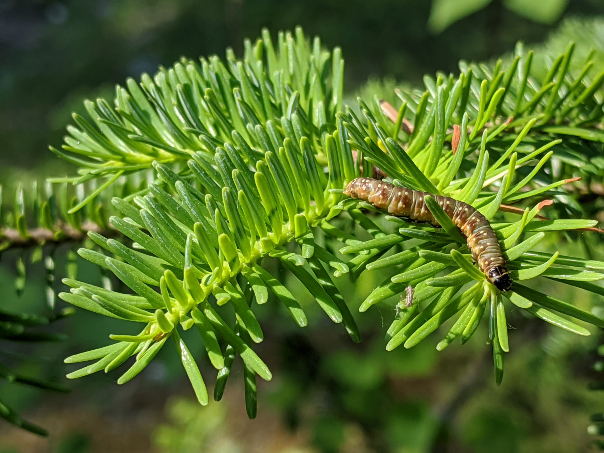 Photo & Video Gallery | Spruce Budworm