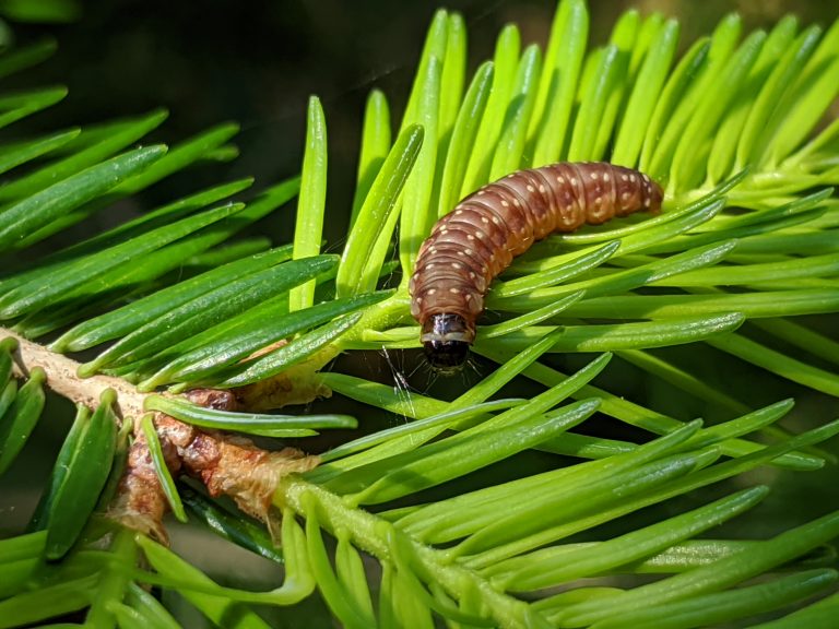 What Is Spruce Budworm? | Spruce Budworm