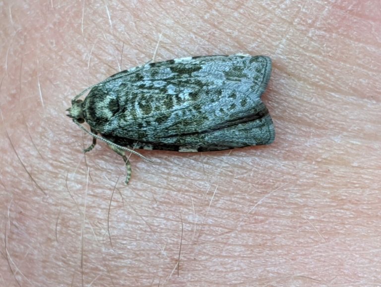 What Is Spruce Budworm? | Spruce Budworm