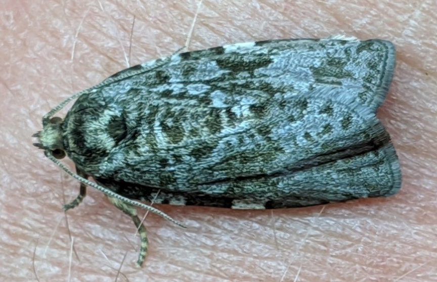 Photo & Video Gallery | Spruce Budworm