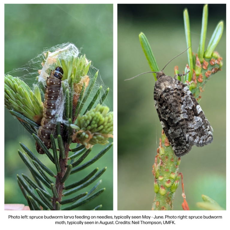SBW-larva-and-moth-grid-1 | Spruce Budworm